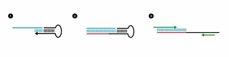 Stem Loop Primers Comparison Short Rna Qpcr Assays